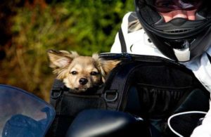 ¿Cómo podemos llevar a nuestro perro en la moto? - Alfonso Figares