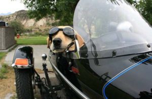 ¿Cómo podemos llevar a nuestro perro en la moto? - Alfonso Figares